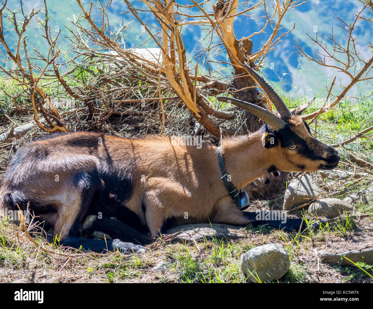 Alpine goat hi-res stock photography and images - Alamy