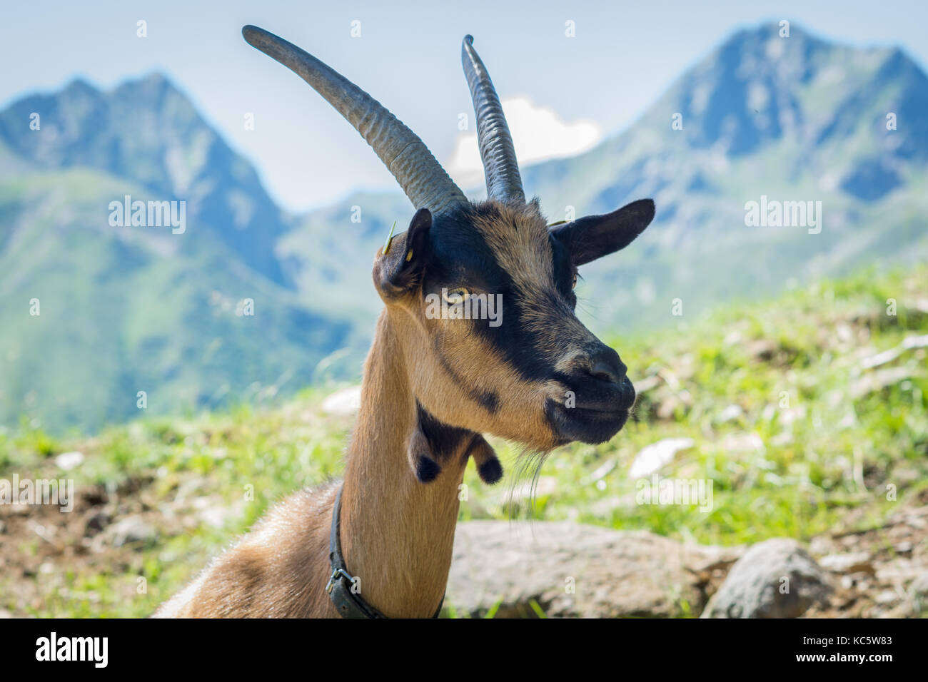 Alpine goat hi-res stock photography and images - Alamy