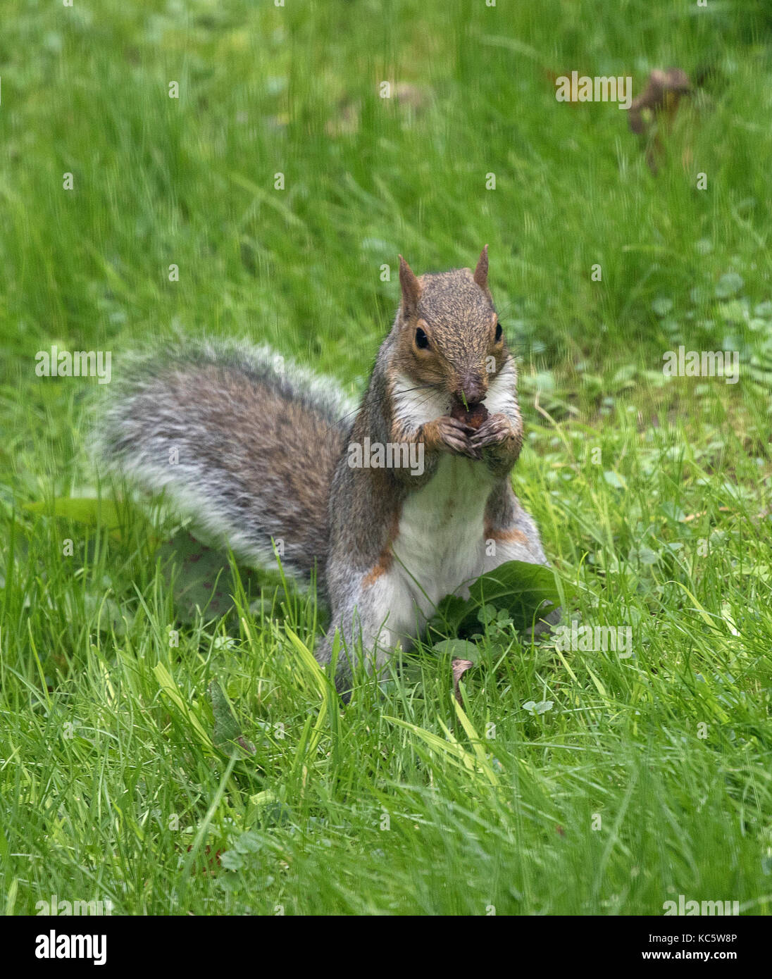 Grey squirrel in woodland glade Stock Photo - Alamy