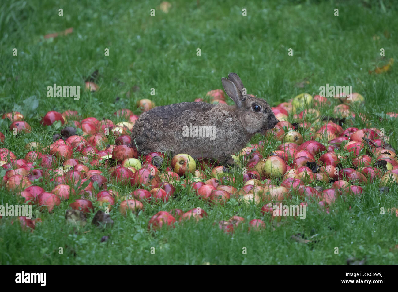 Rabbit eating apples in country garden Stock Photo - Alamy