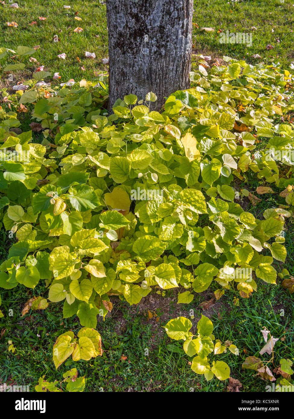 Sprouting branches from roots at base of of Lime tree - France Stock ...