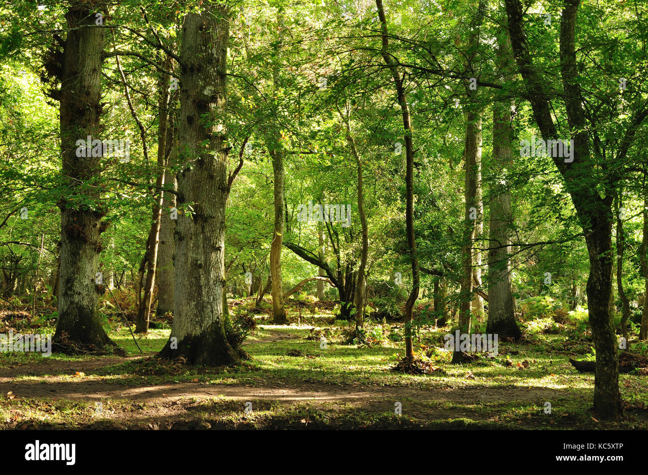 Beech and oak trees in Ivy Wood, New Forest Stock Photo - Alamy