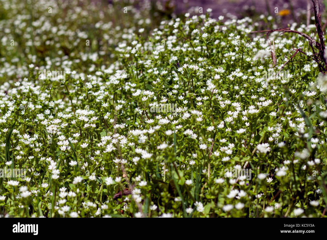 carpet of small white spring wildflowers Stock Photo - Alamy