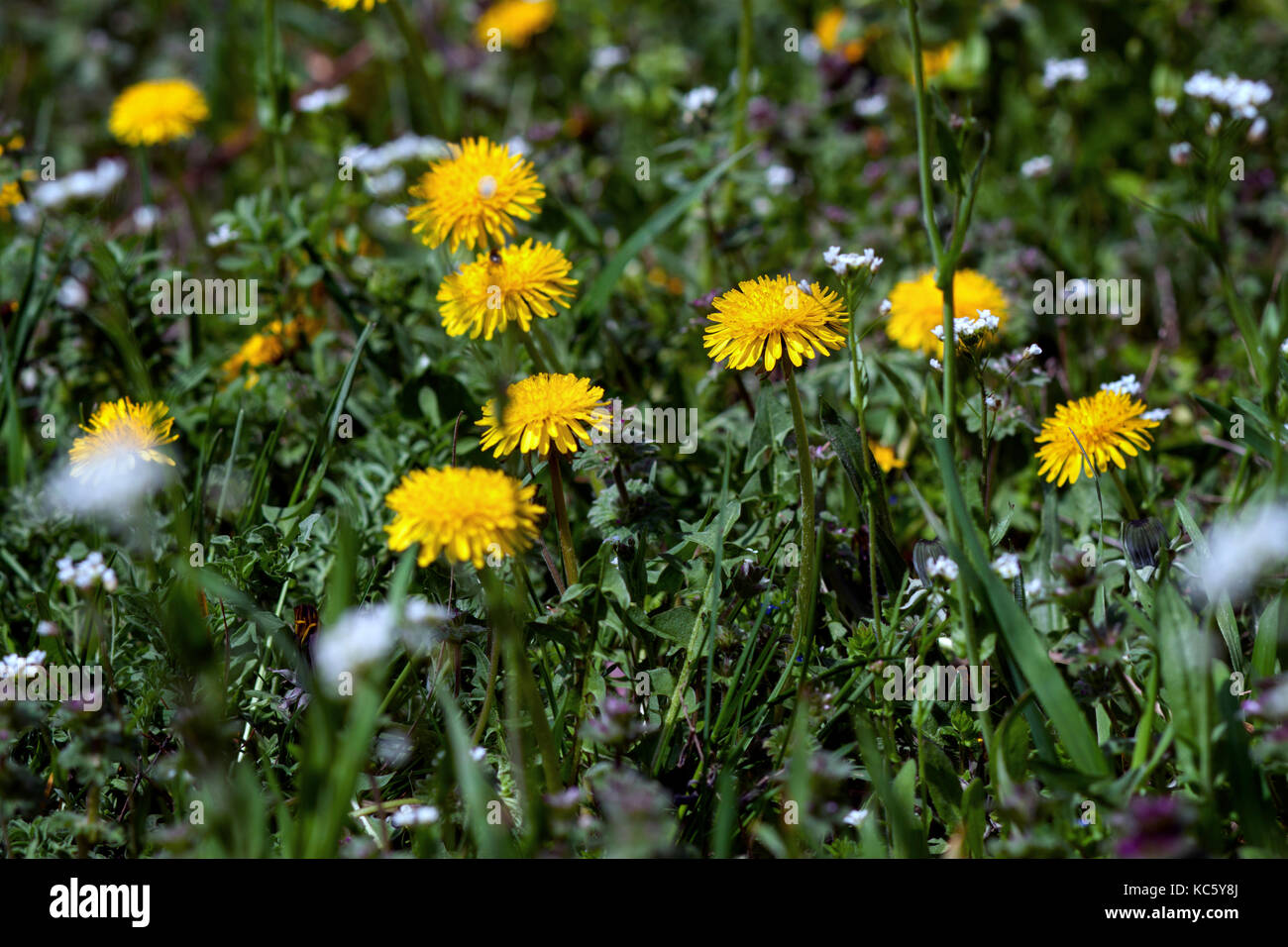 First treatment plant hi-res stock photography and images - Alamy