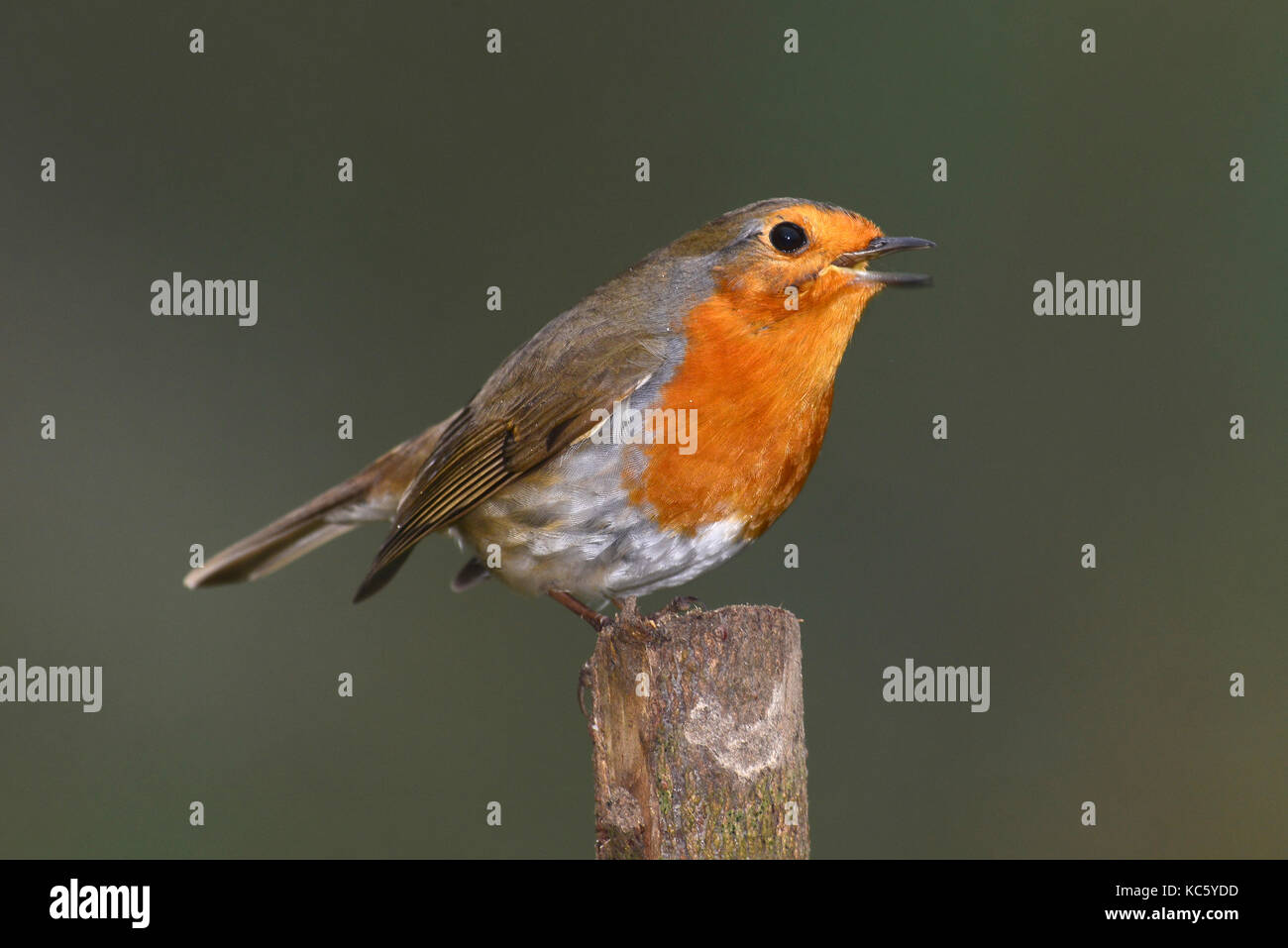 Native robin redbreast hi-res stock photography and images - Alamy