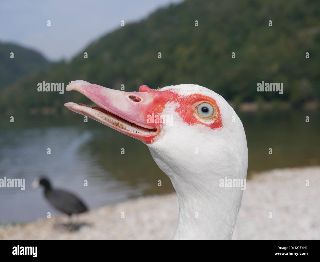 Duck smile hi-res stock photography and images - Alamy