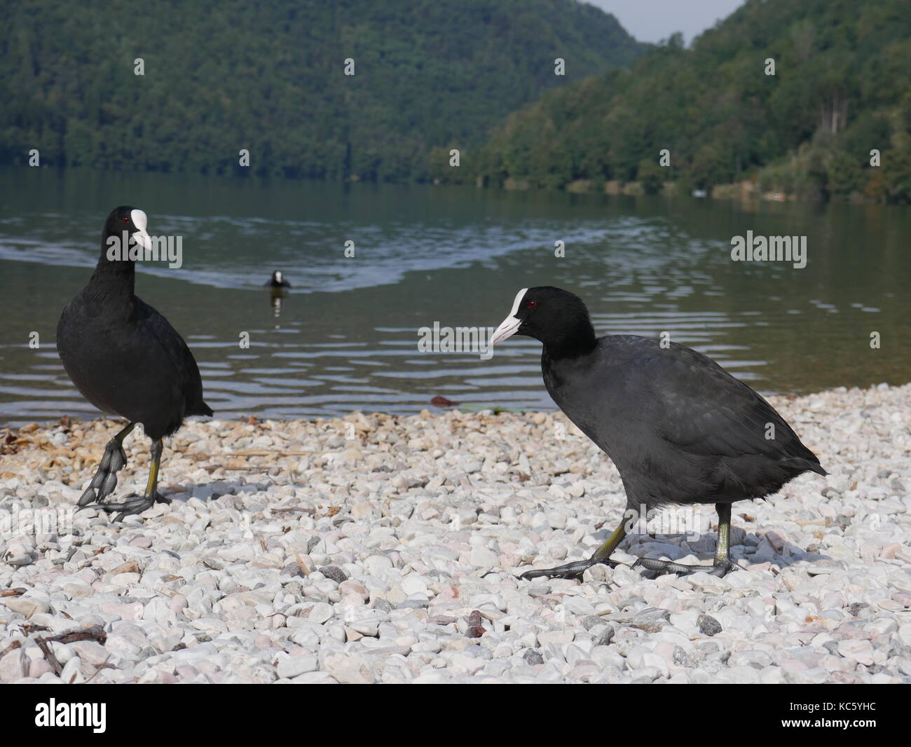 Duck smile hi-res stock photography and images - Alamy