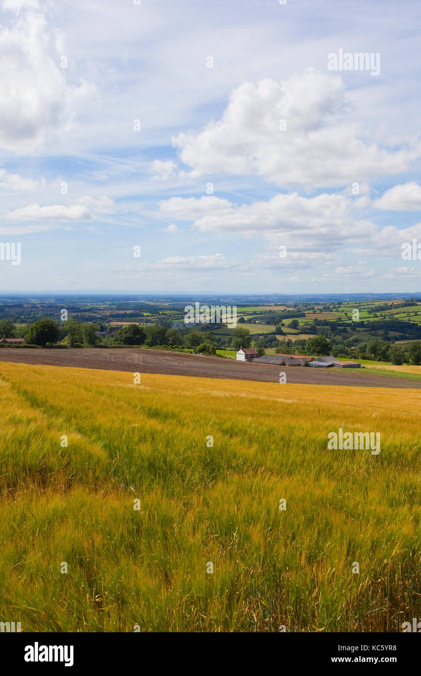 picturesque barley fields overlooking the vale of york with farms ...
