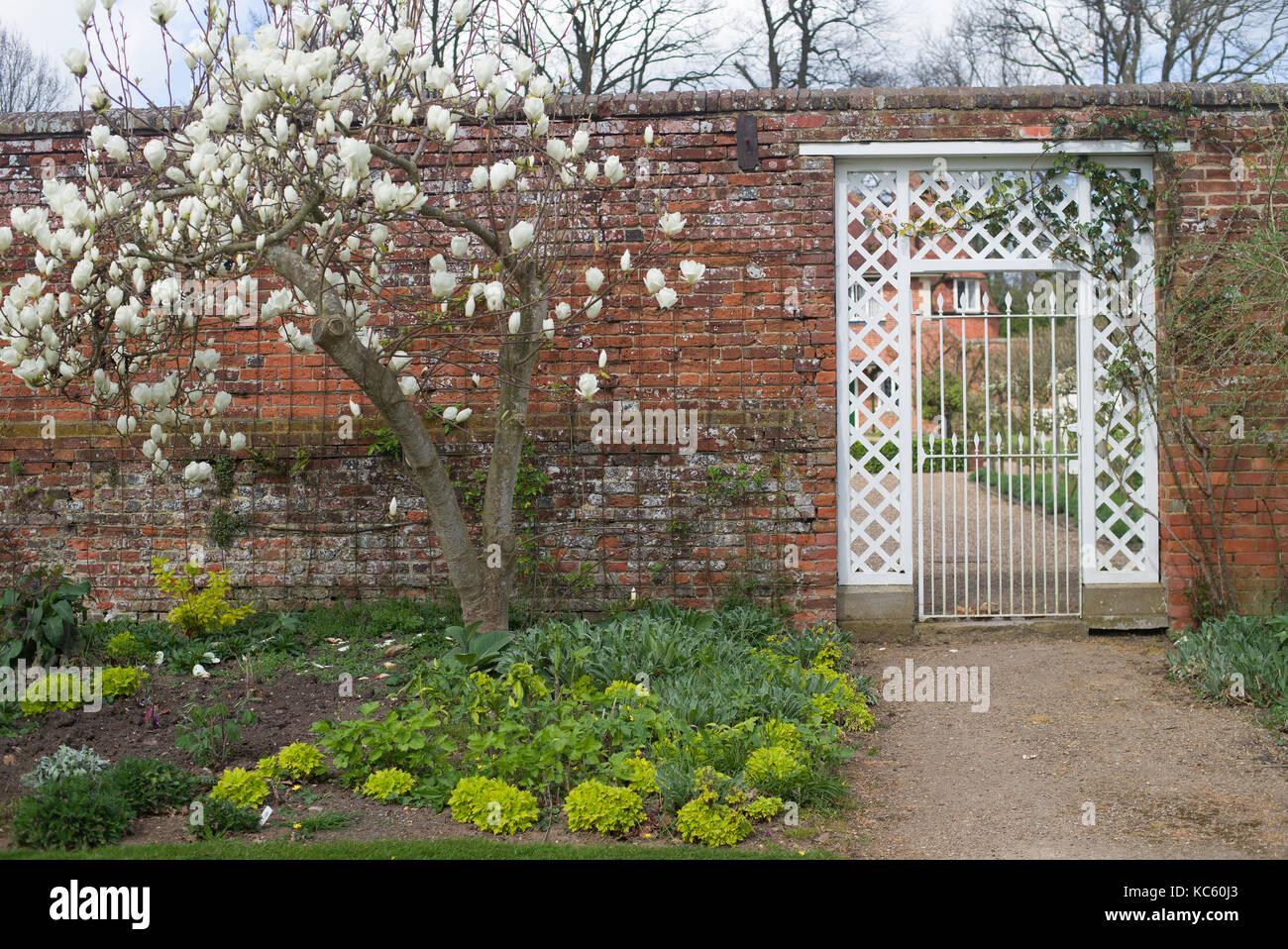 Magnolia wall shrub hi-res stock photography and images - Alamy
