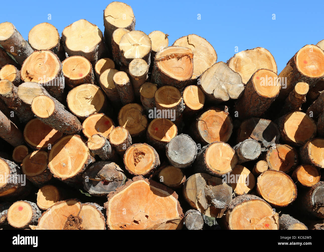 big stack of logs trimmed in the mountains in winter Stock Photo - Alamy
