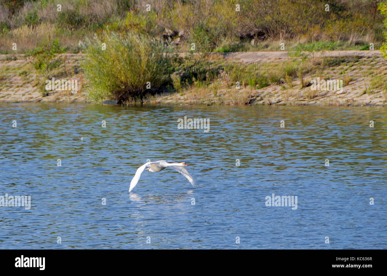 The swan is flying over water and is about to land Stock Photo - Alamy