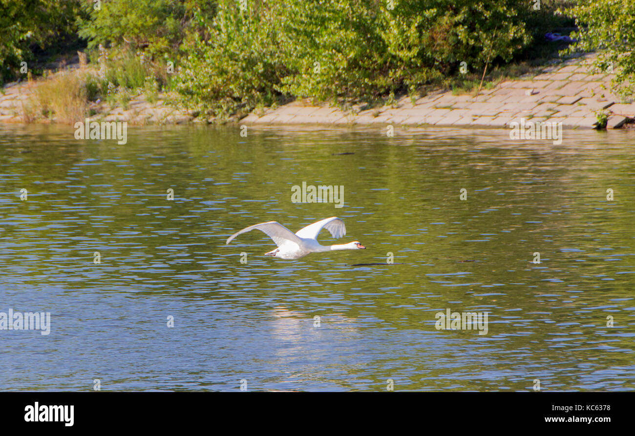 The swan is flying over water and is about to land Stock Photo - Alamy