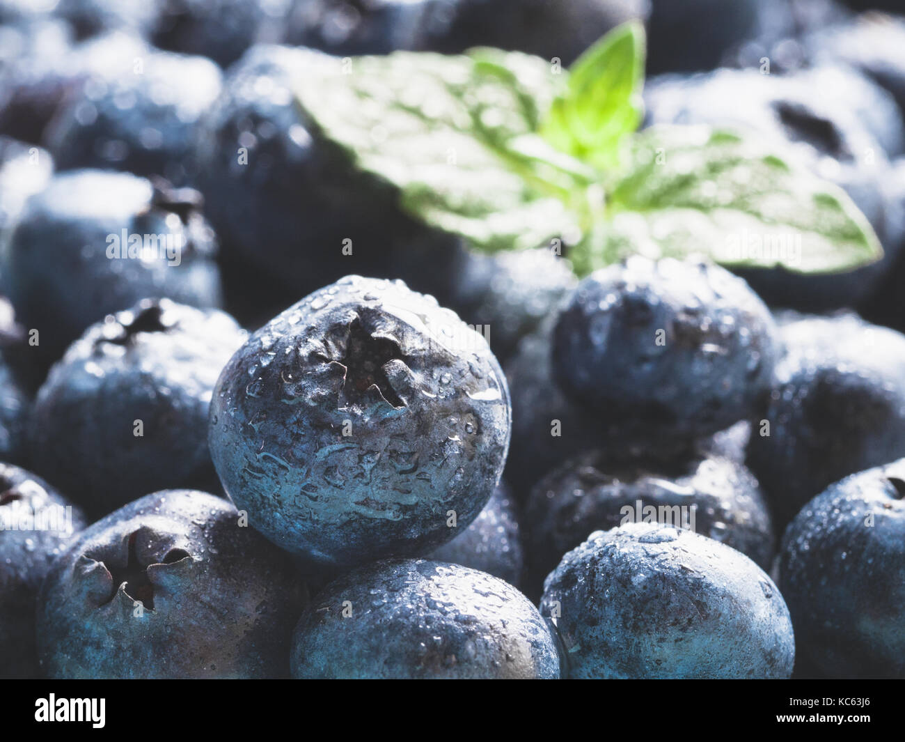 Extreme close up Blueberries Stock Photo - Alamy