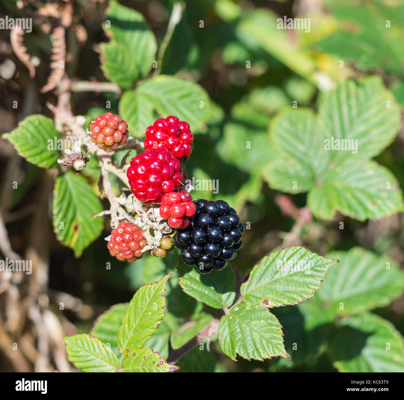 English plantain hi-res stock photography and images - Alamy