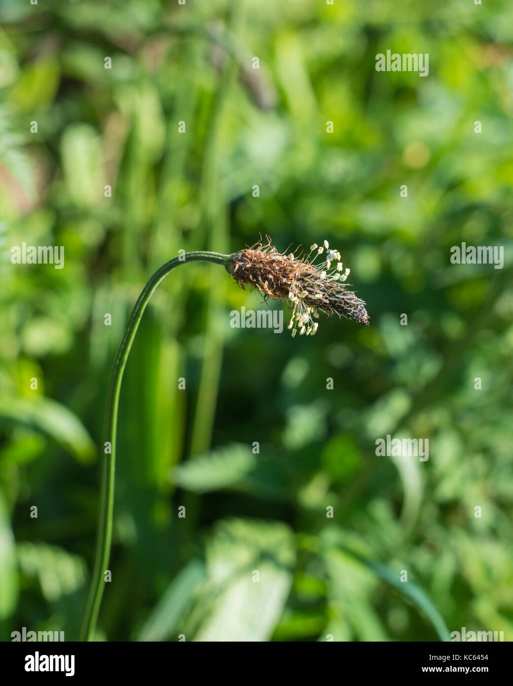 English plantain hi-res stock photography and images - Alamy