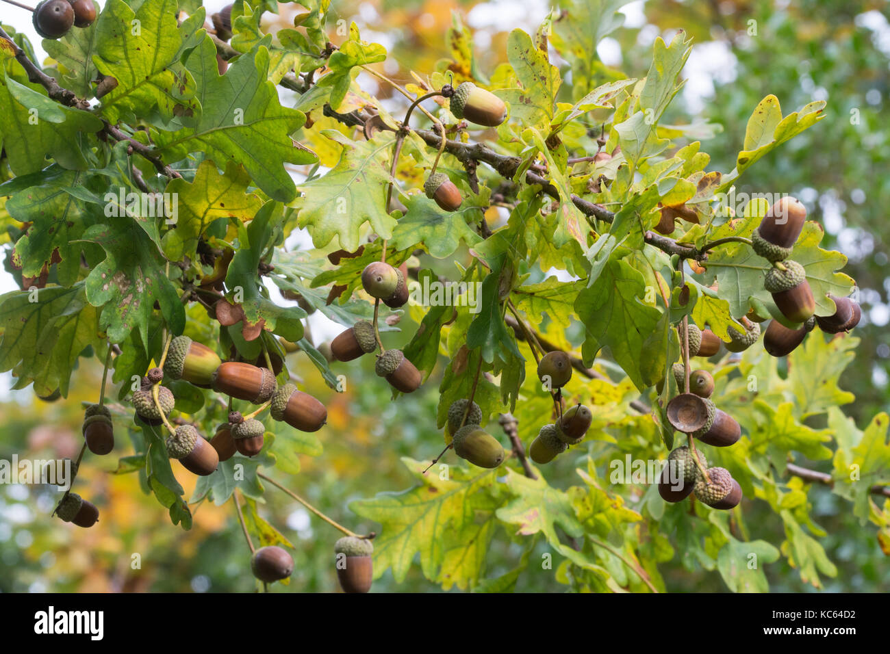 Oak tree with acorns in autumn Stock Photo - Alamy