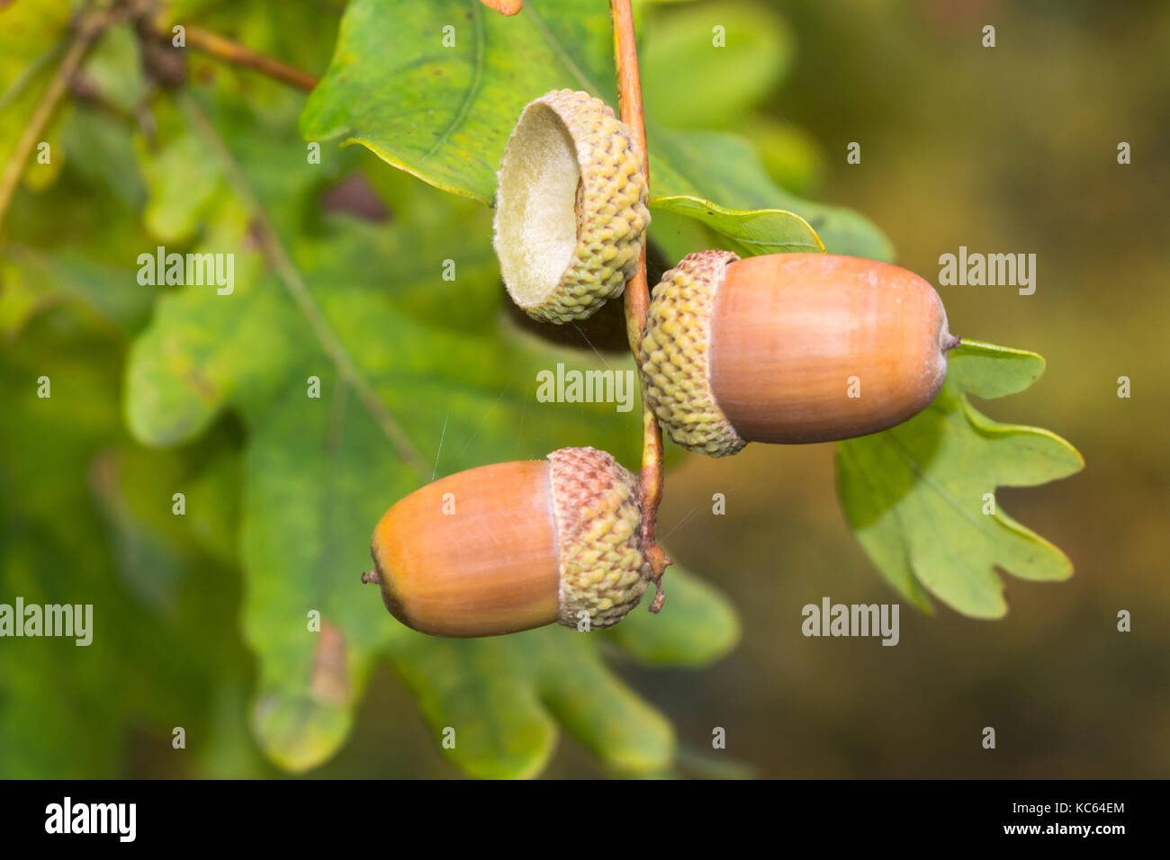 Acorns oak tree hi-res stock photography and images - Alamy