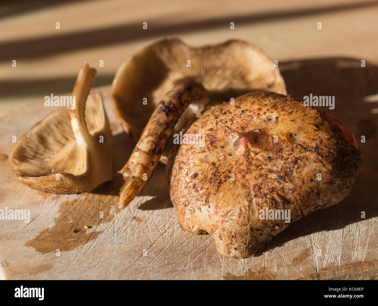 Honey fungus mushrooms ready for cooking Stock Photo - Alamy