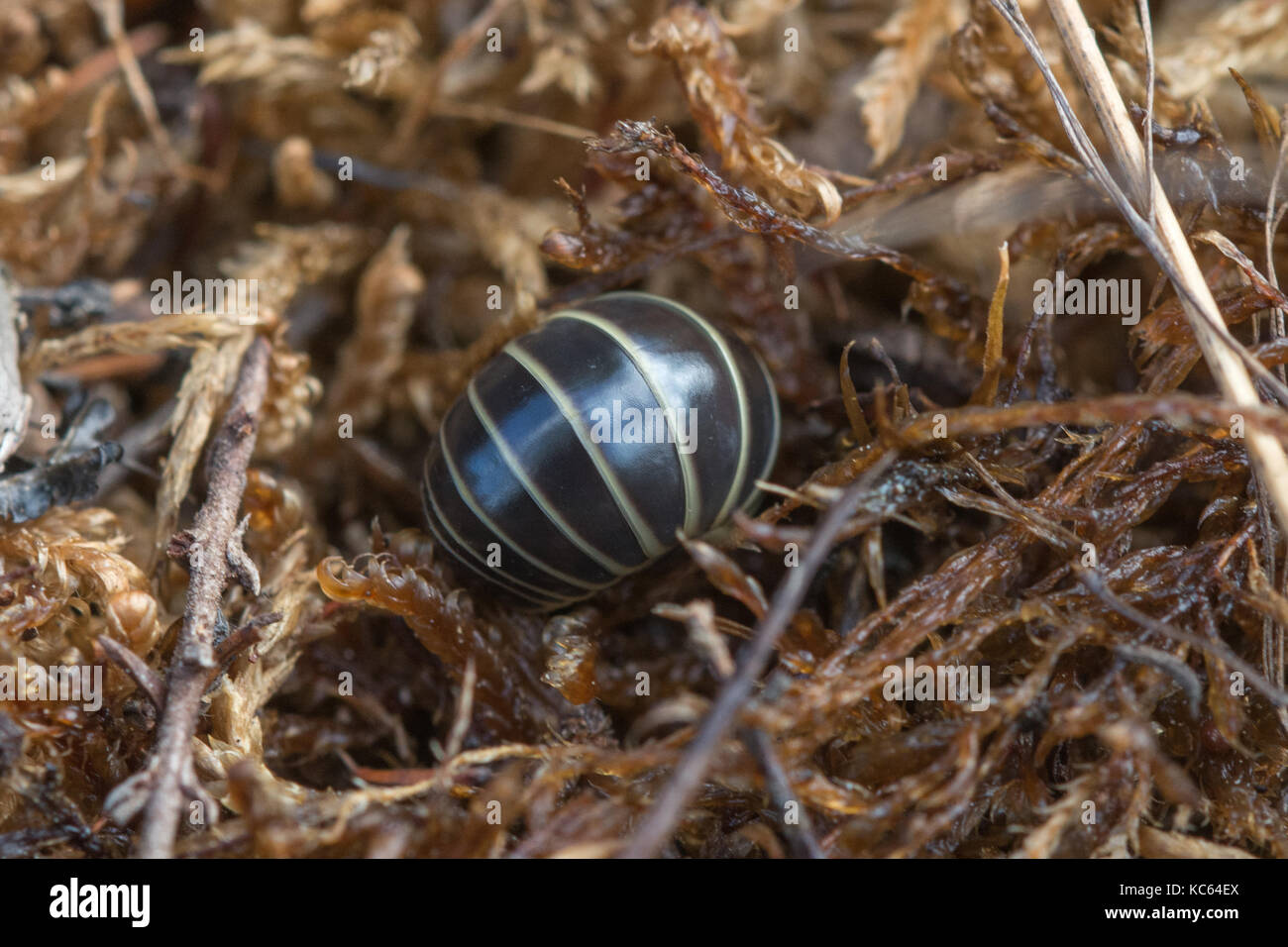 Litter bugs hi-res stock photography and images - Alamy
