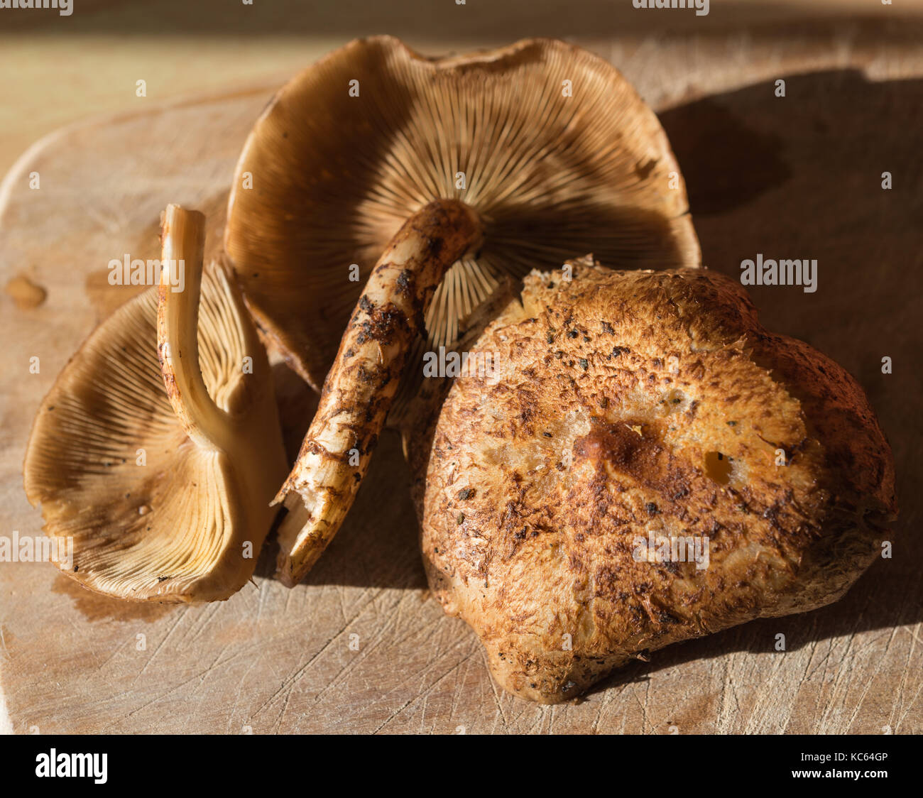 Honey fungus mushrooms ready for cooking Stock Photo - Alamy