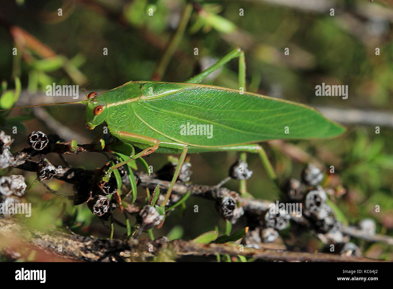 Grass katydid hi-res stock photography and images - Alamy