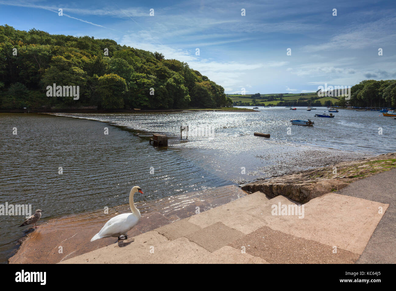 A swan at Stoke Gabriel on the River Dart in South Devon Stock Photo ...