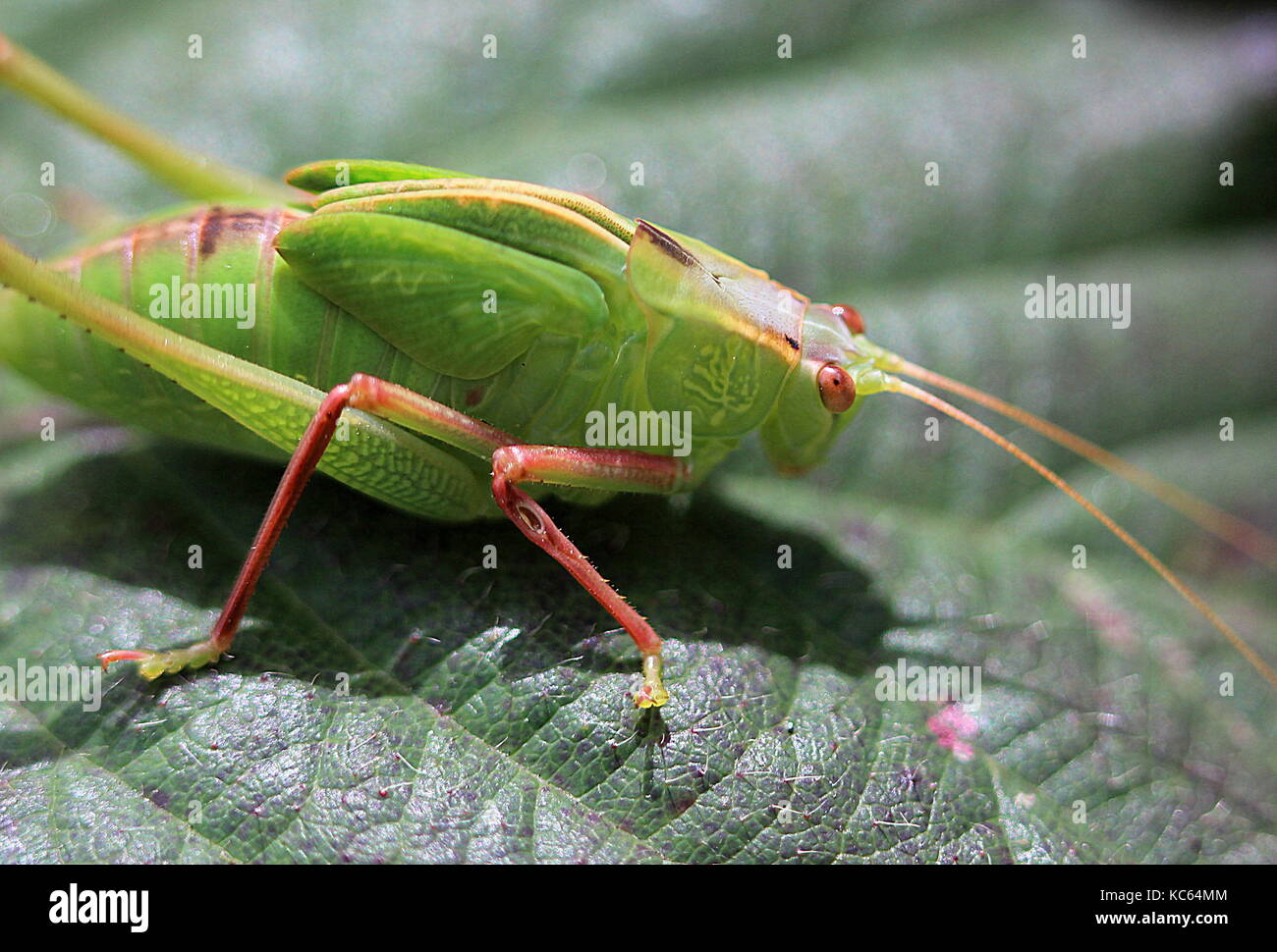 Grass katydid hi-res stock photography and images - Alamy