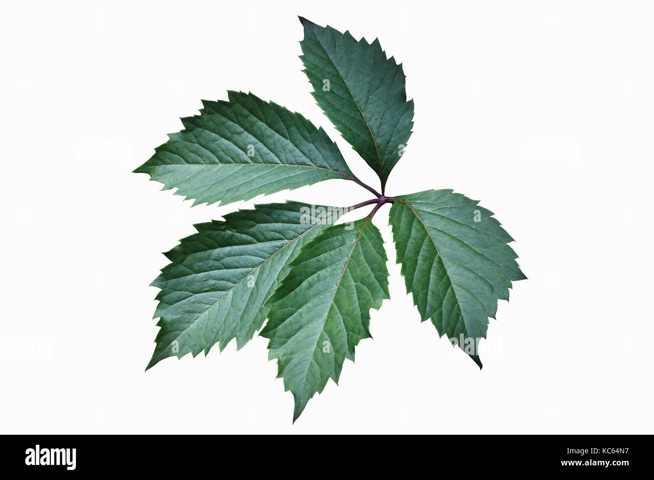 Green leaves of Virginia creeper (Parthenocissus quinquefolia ...