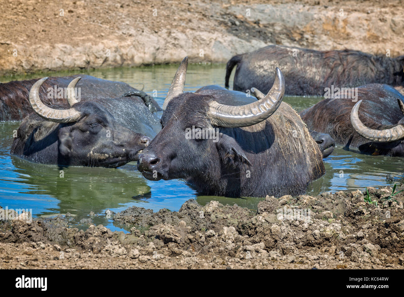 Hungarian water buffaloes Stock Photo - Alamy