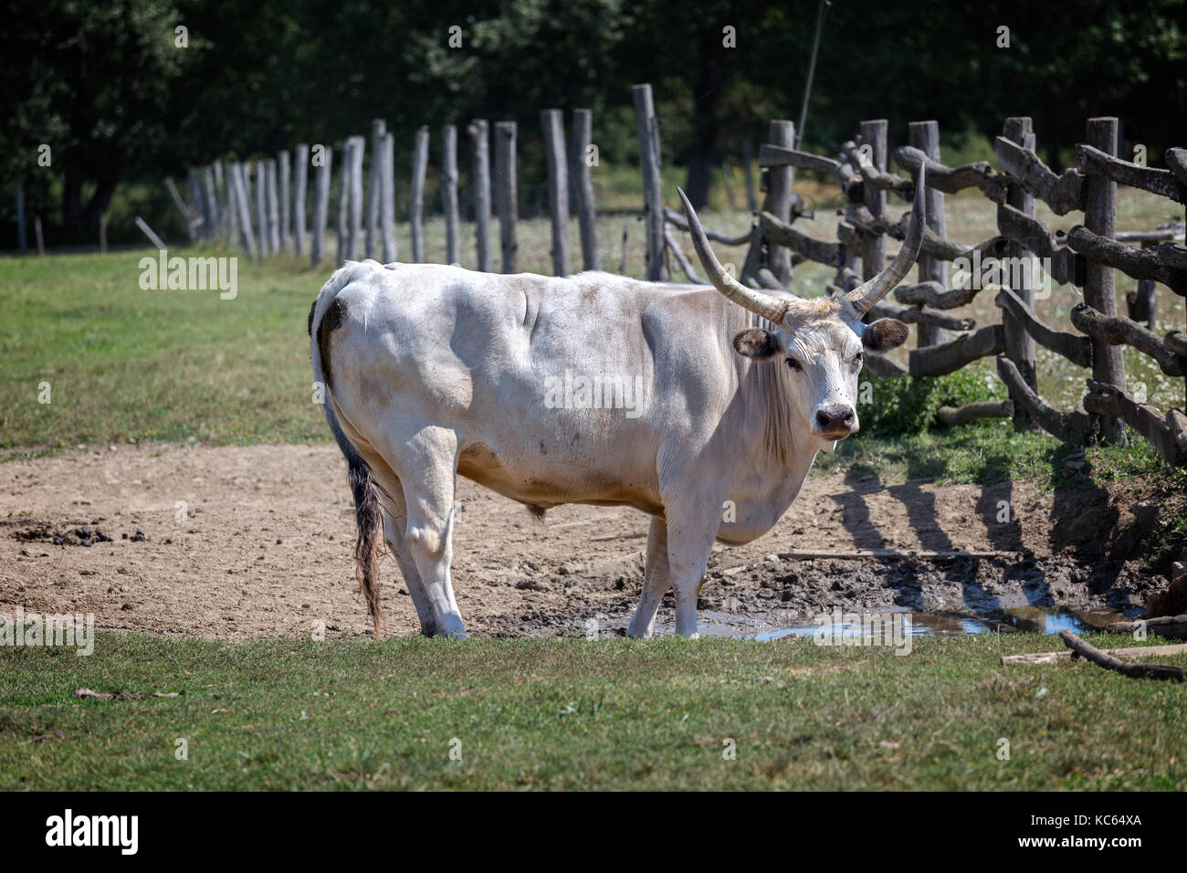 Strong hungarian grey bull in the field Stock Photo - Alamy