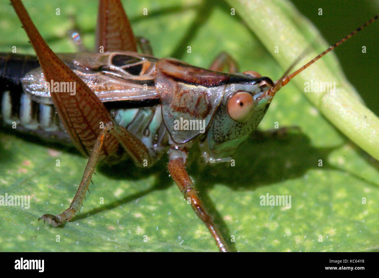 Grass hopper photography hi-res stock photography and images - Alamy