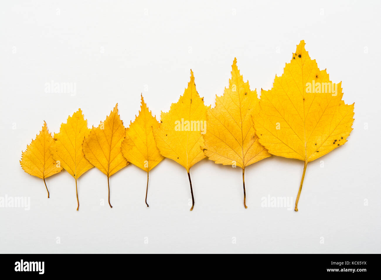 Yellow Autumn leaves arranged in size order Stock Photo - Alamy