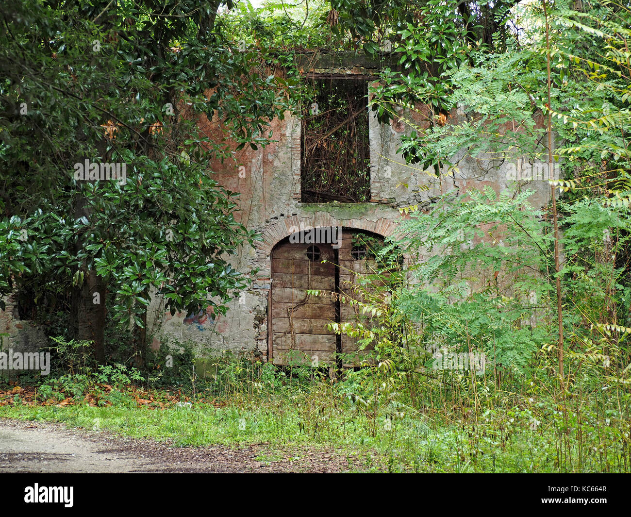 Abandoned Tuscan building overtaken by vegetation in Versilia Forest ...