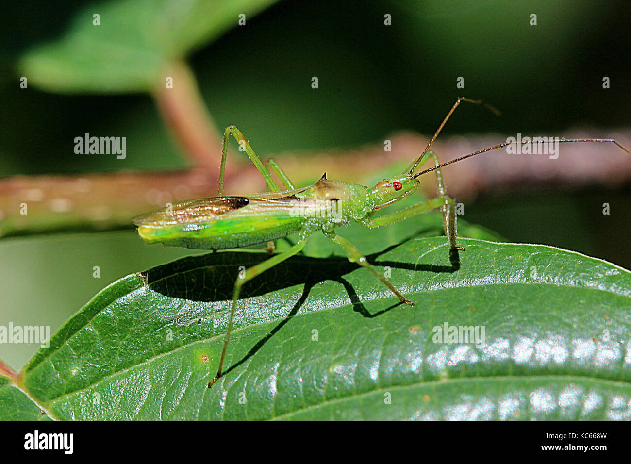Assorted New Zealand flies Stock Photo - Alamy