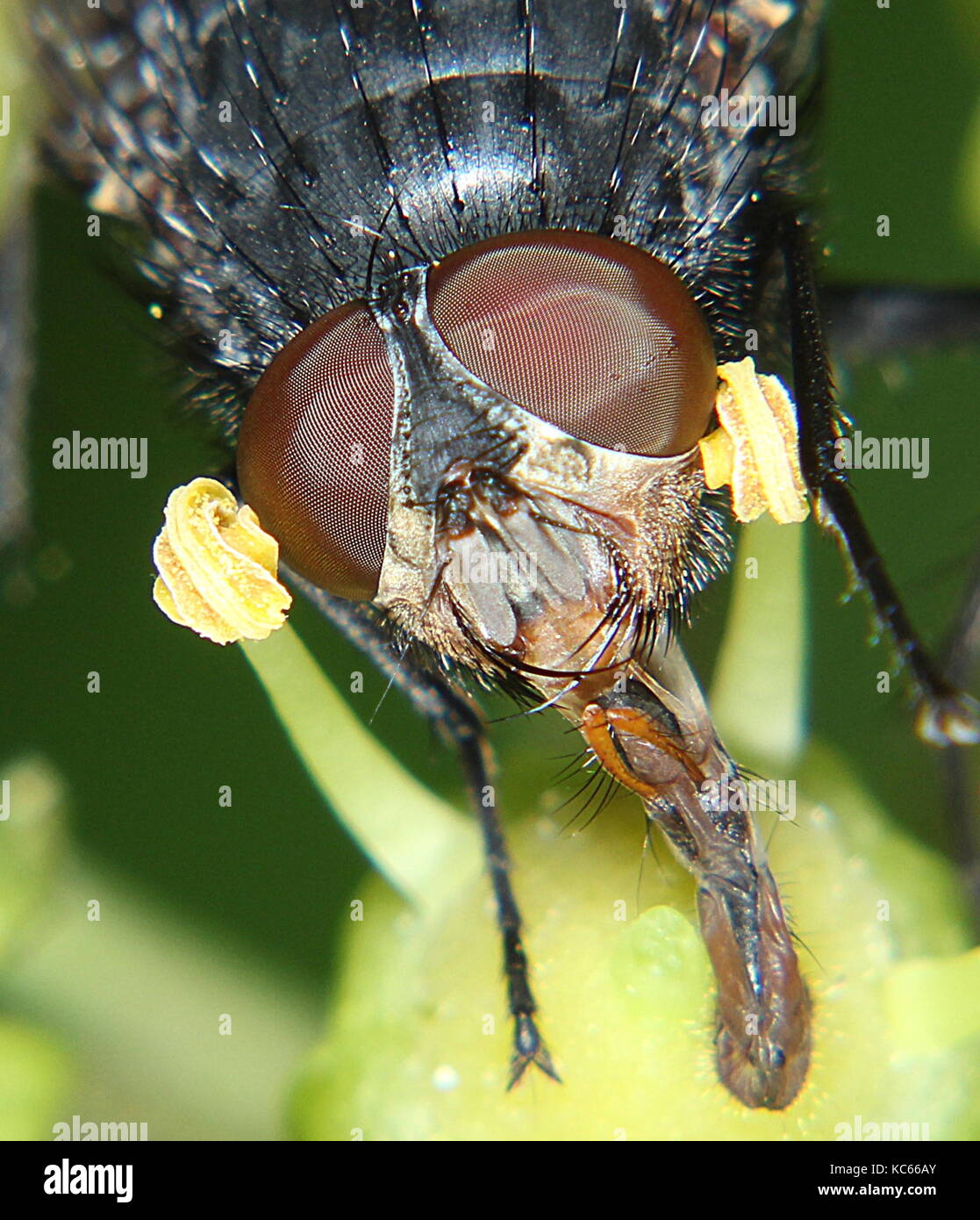 Assorted New Zealand flies Stock Photo - Alamy