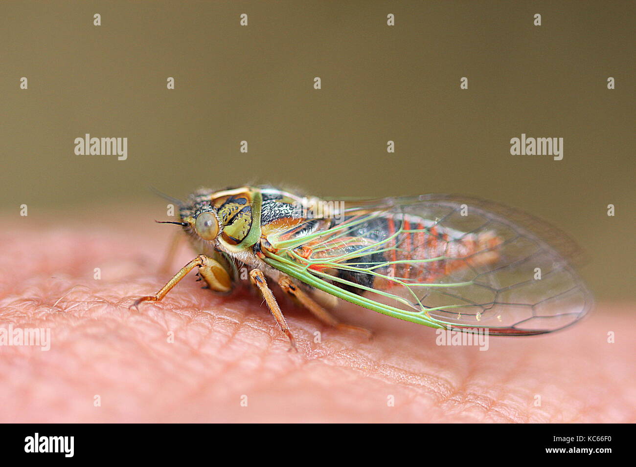 Assorted New Zealand flies Stock Photo - Alamy