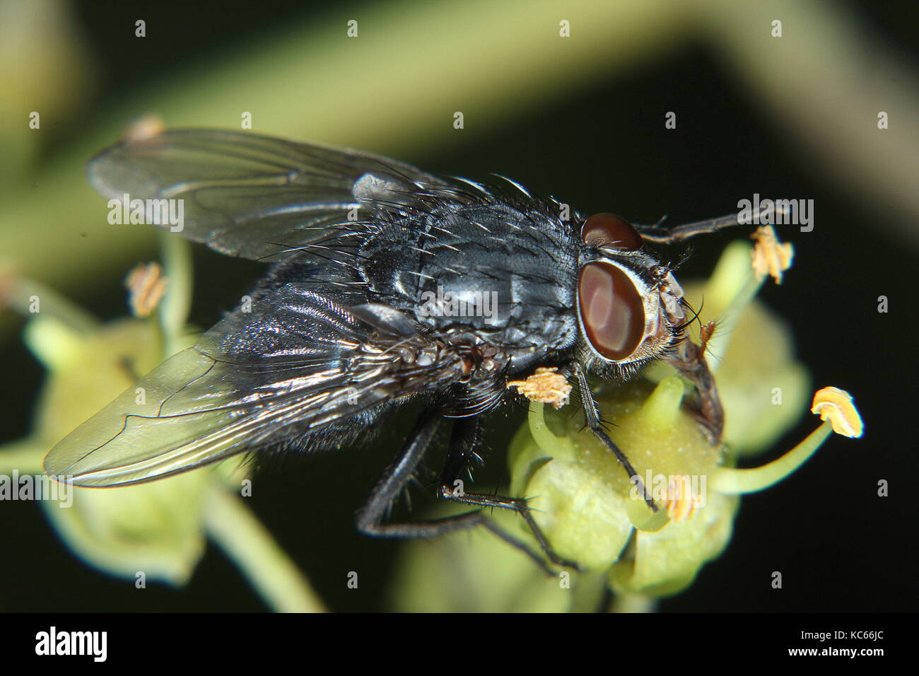 Assorted New Zealand flies Stock Photo - Alamy