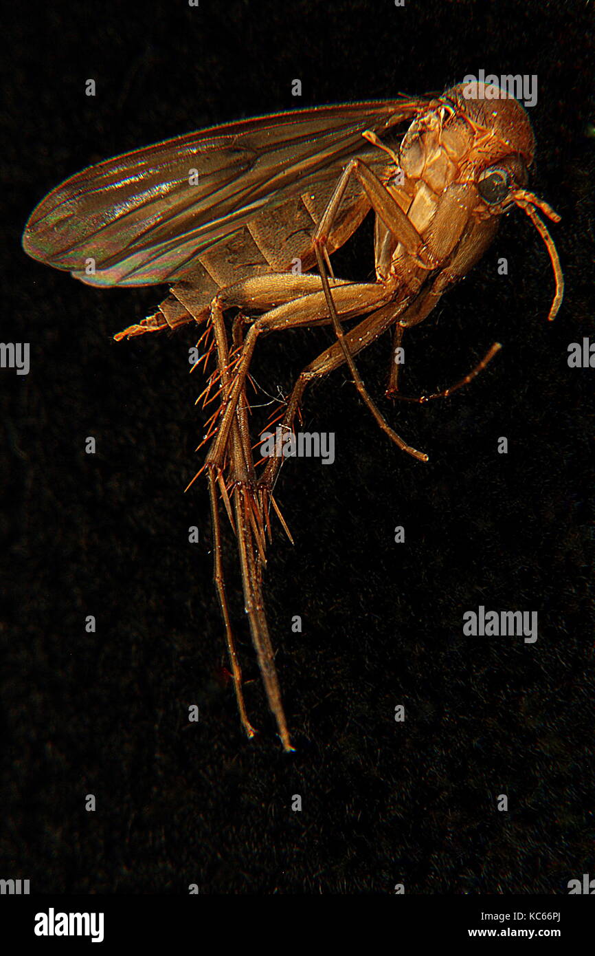 Assorted New Zealand flies Stock Photo - Alamy