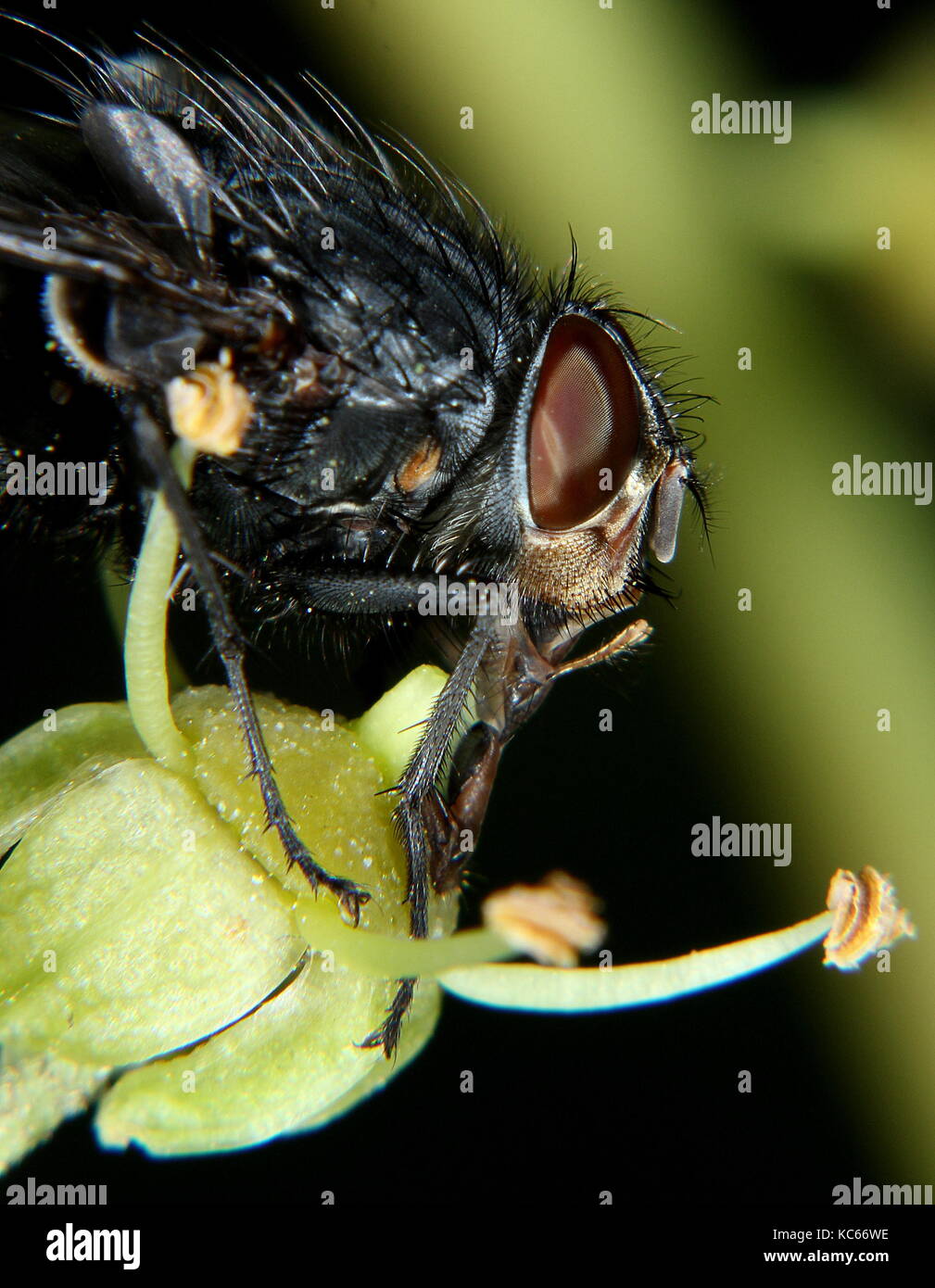 Assorted New Zealand flies Stock Photo - Alamy