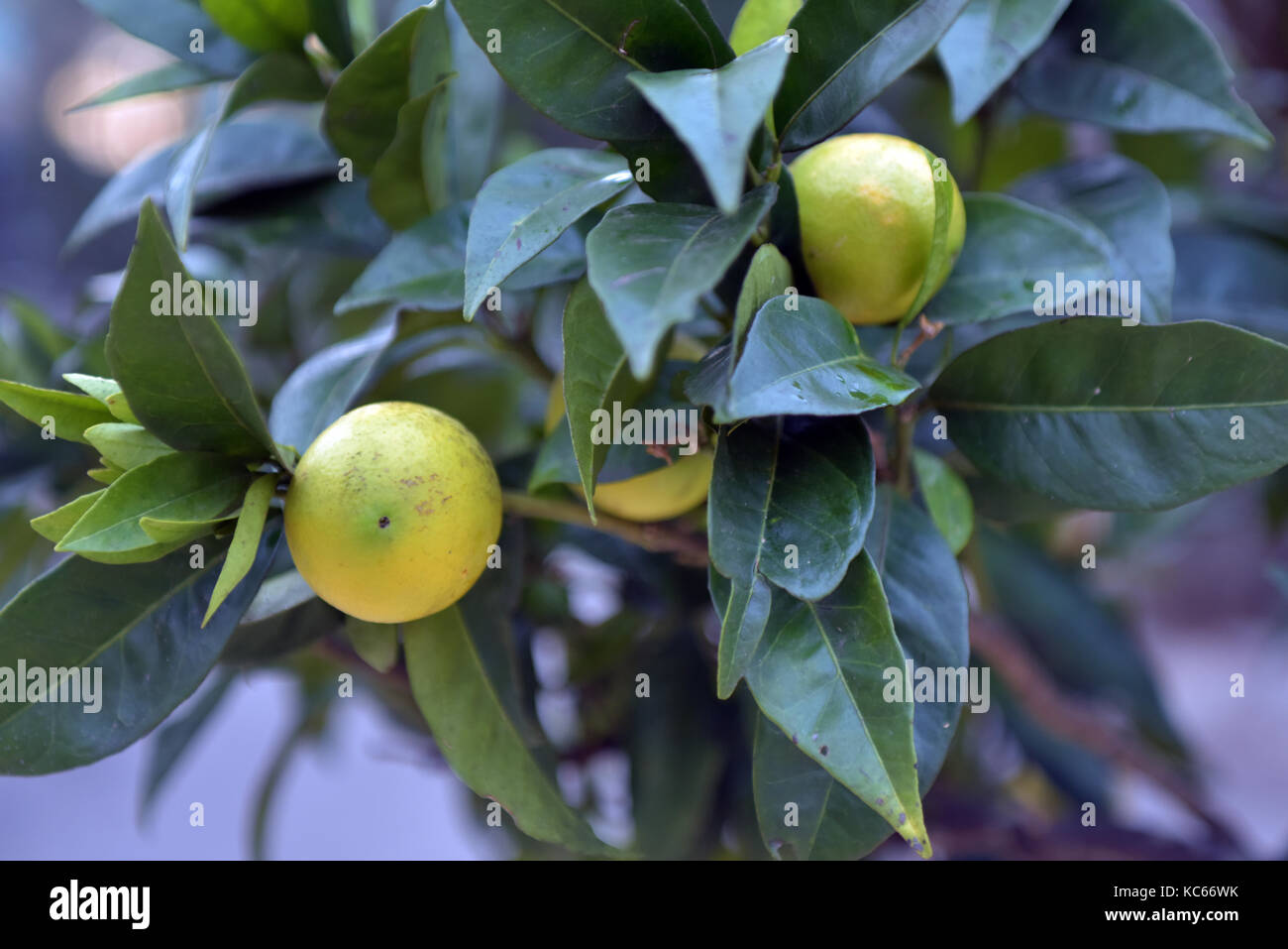 fresh lemons growing wild on a tree in corfu, Greece. Fresh fruits ...