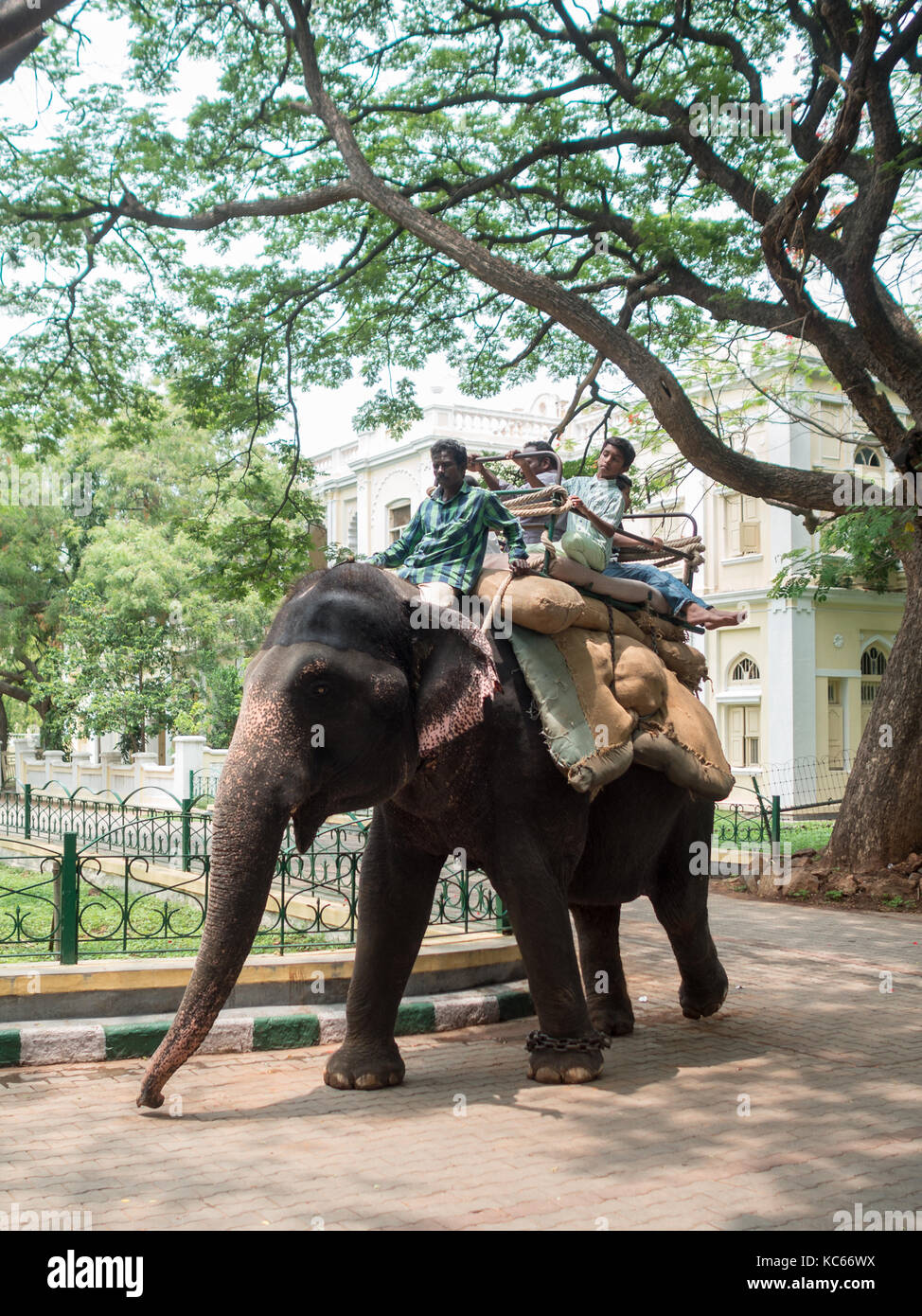 Riding an elephant in Mysore Palace Stock Photo - Alamy