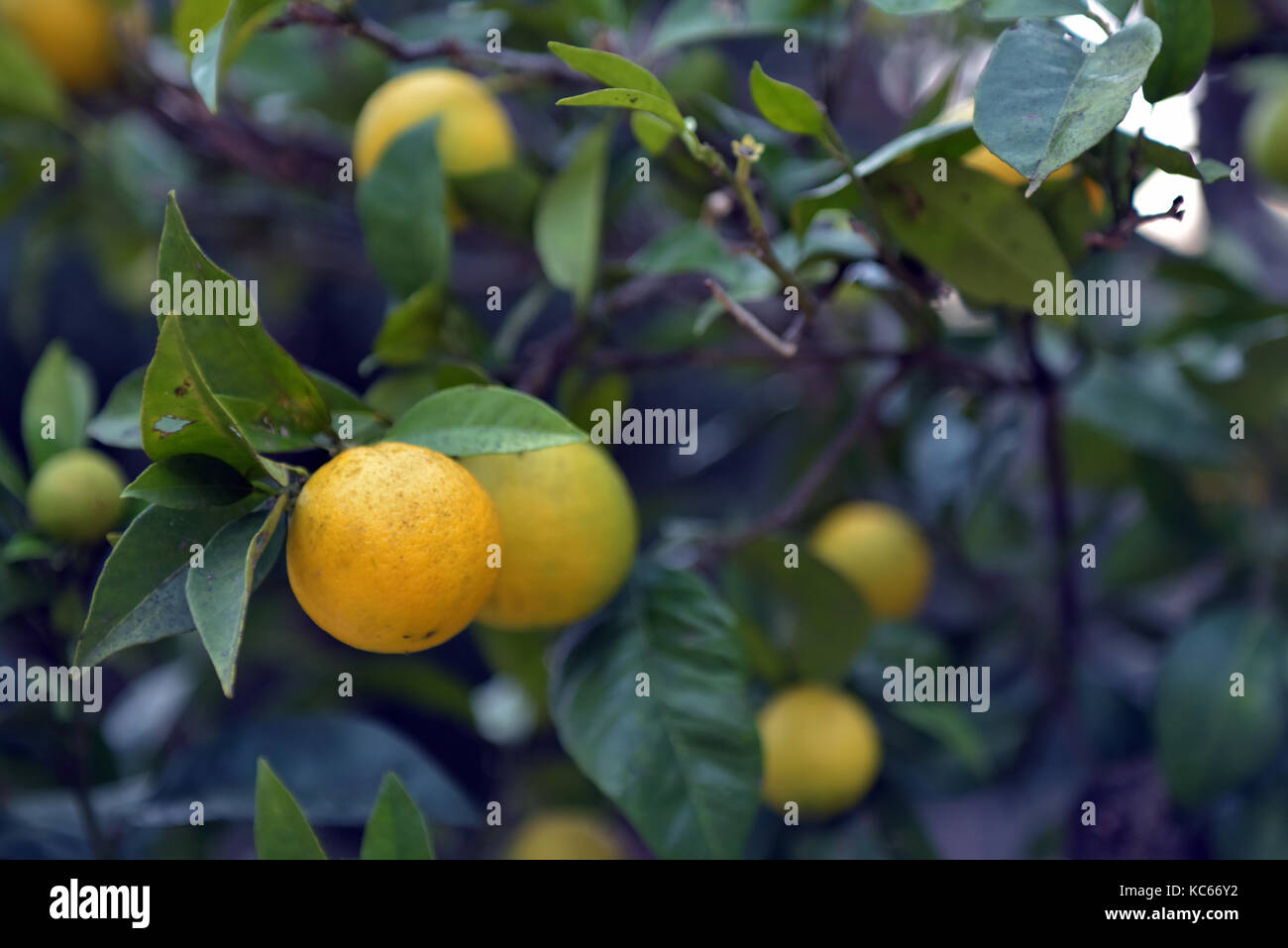 Zingy hi-res stock photography and images - Alamy