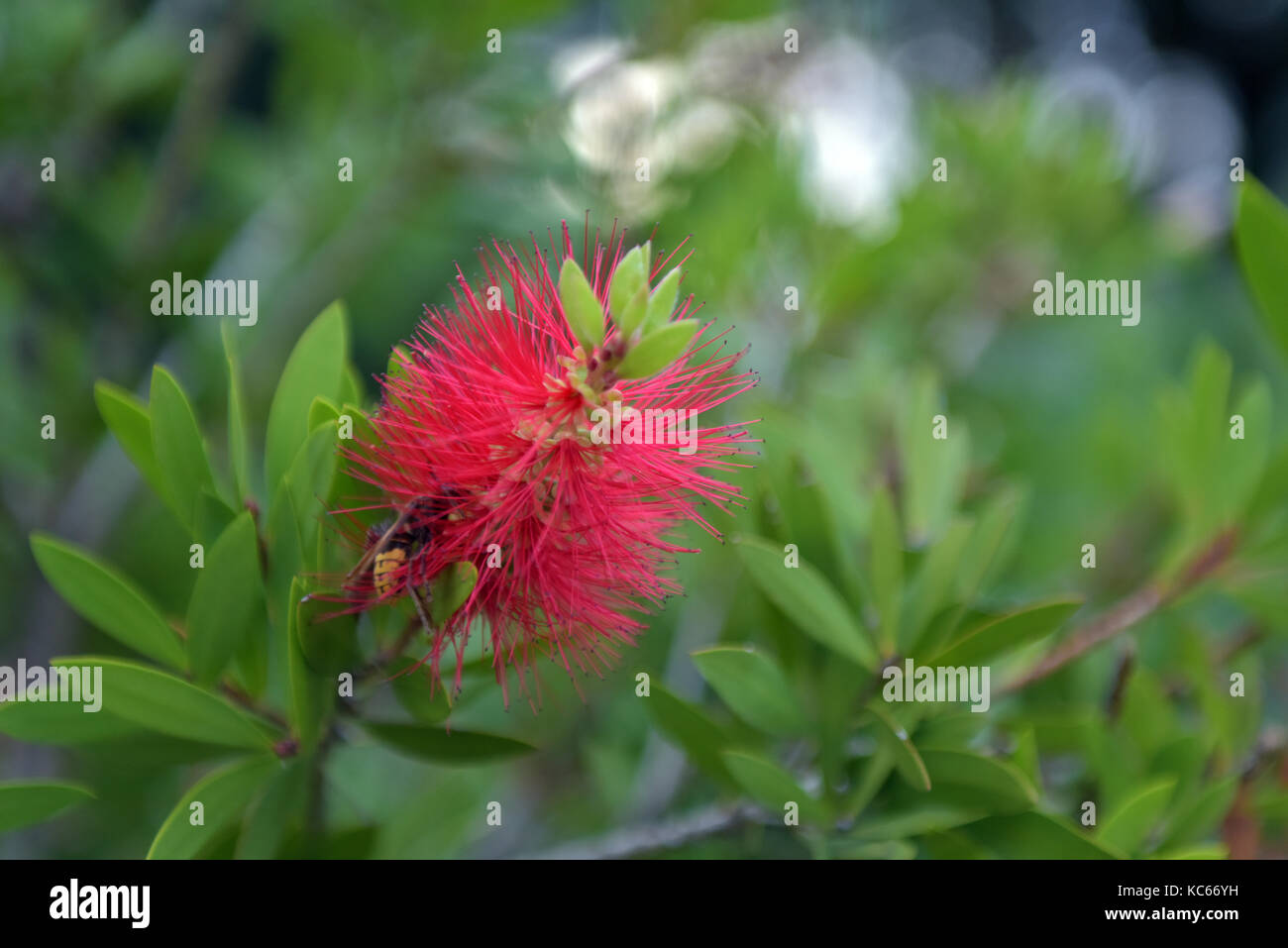 Callistemon linearis red spiked bottle brush shaped flowers in full ...