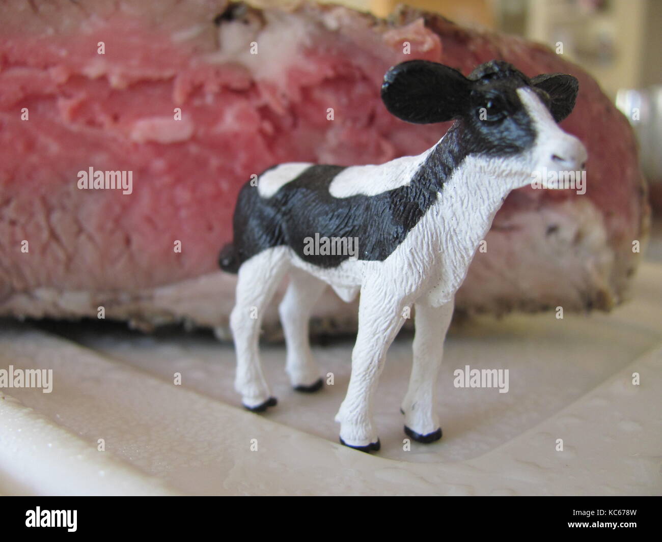 Beef comes from cows Stock Photo - Alamy