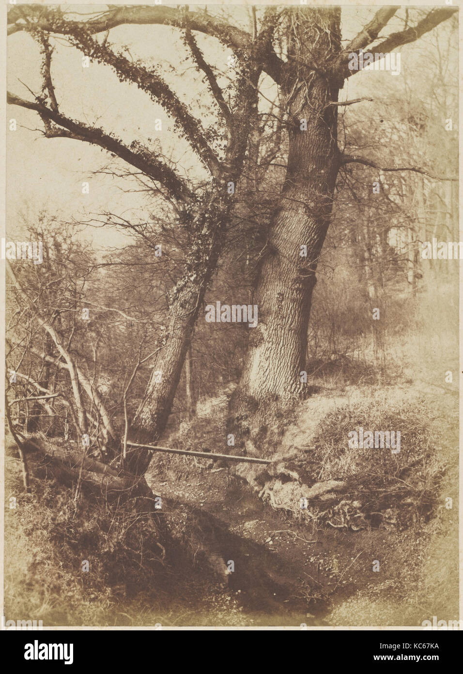 Trees, 1854–57, Salted paper print from paper negative, Image: 30.3 x ...