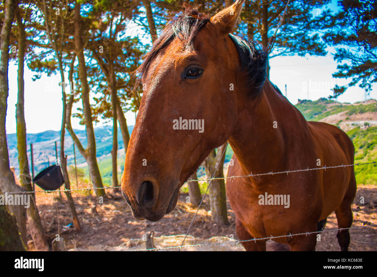 Horse. Brown farm animal. Beautiful rural view Stock Photo - Alamy