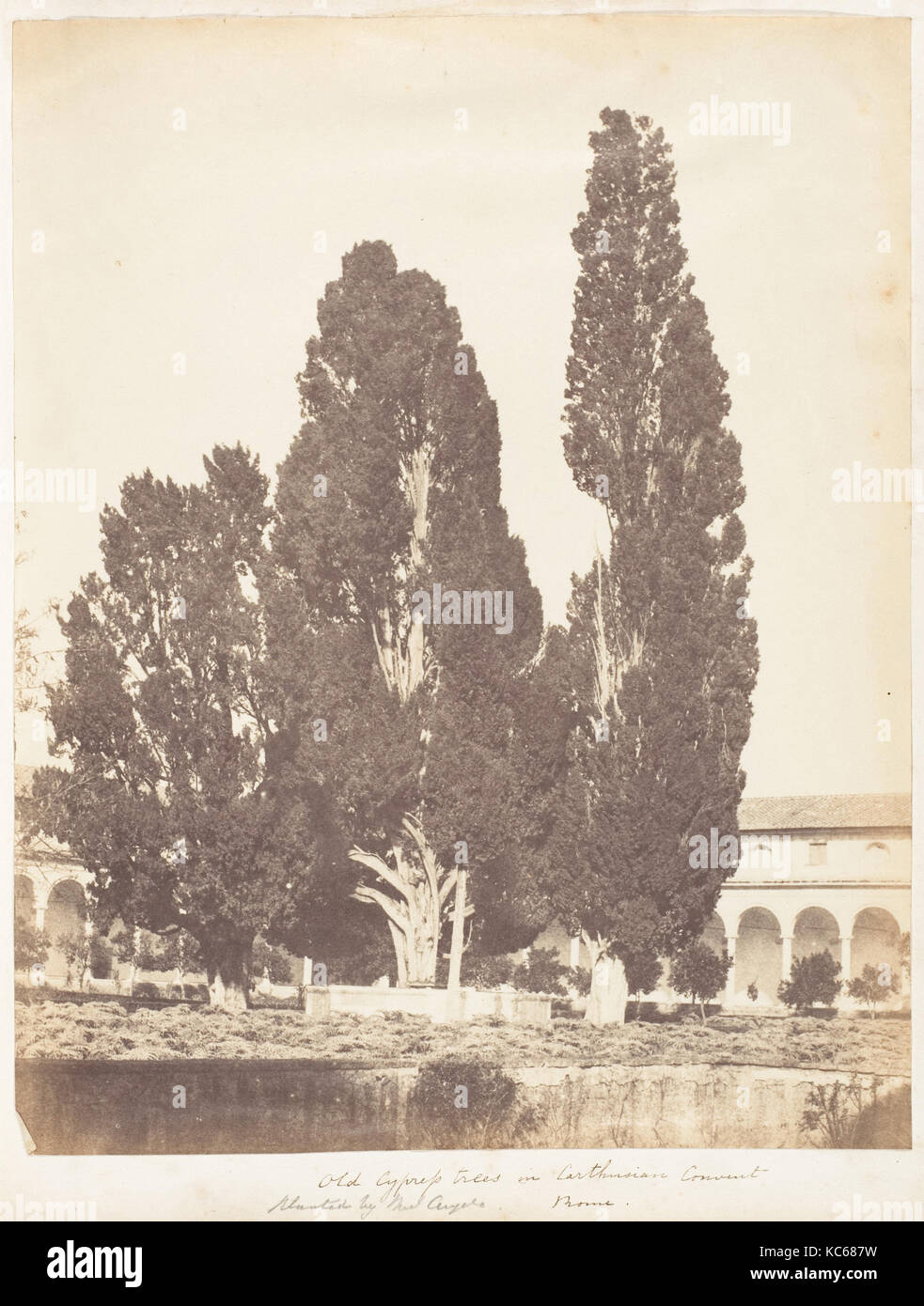 Old Cypress Trees in Carthusian Convent, Rome, Possibly by Jane Martha ...