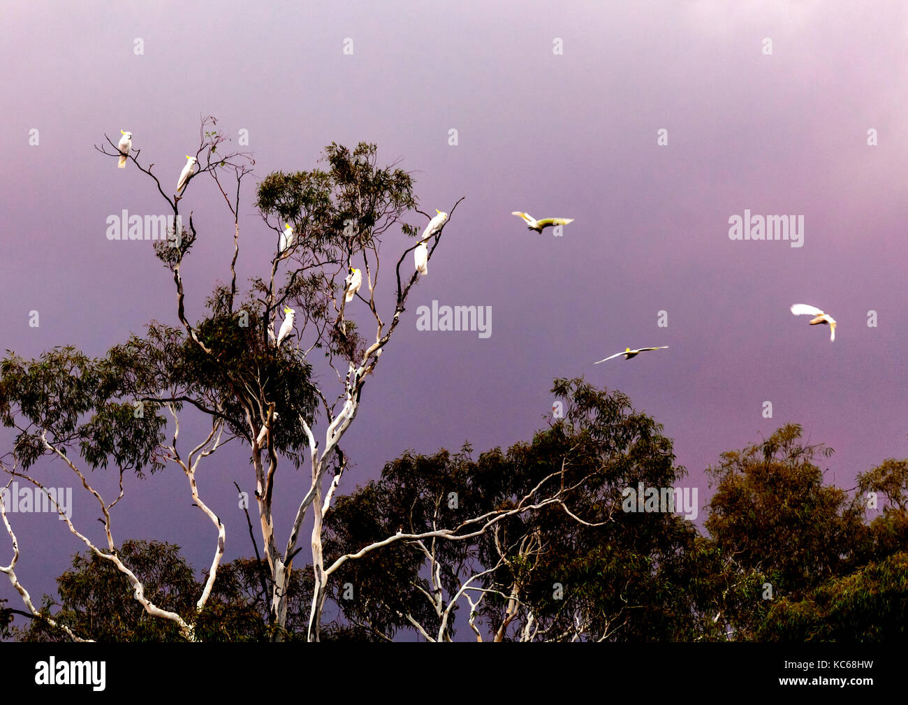 Cockatoos flying and roosting as storm approaches in Canberra ...
