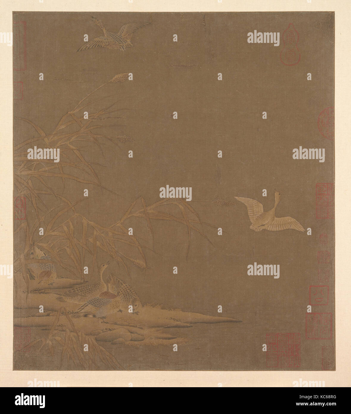 Chinese geese hi-res stock photography and images - Alamy