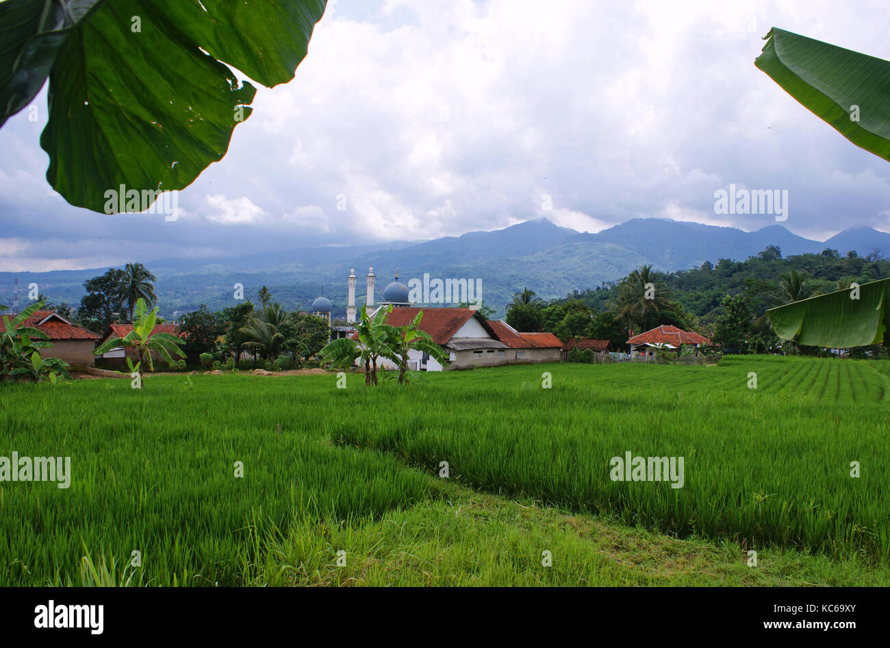 Rice Field at Ciawi, Tasikmalaya, West Java, Indonesia Stock Photo - Alamy